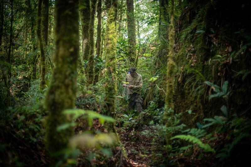 FOUND: Egg-laying mammal last recorded in 1961 waddles its way back into view in rediscovery on ...