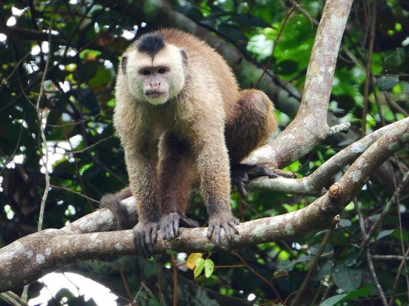 New monkey species from Brazilian Amazon’s 'arc of deforestation’ joins ...