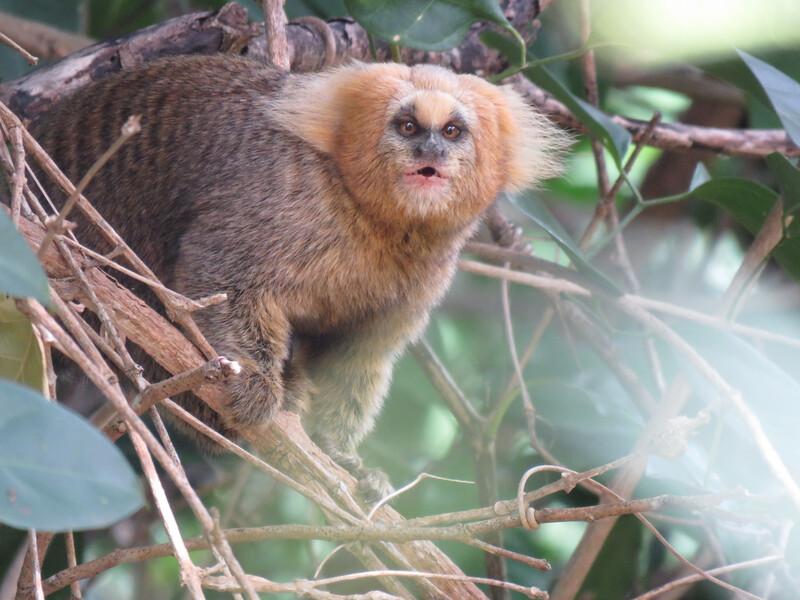 New monkey species from Brazilian Amazon’s 'arc of deforestation’ joins ...