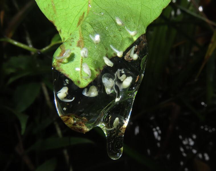 A new tiny green frog with a blue armpit and red spots has been ...