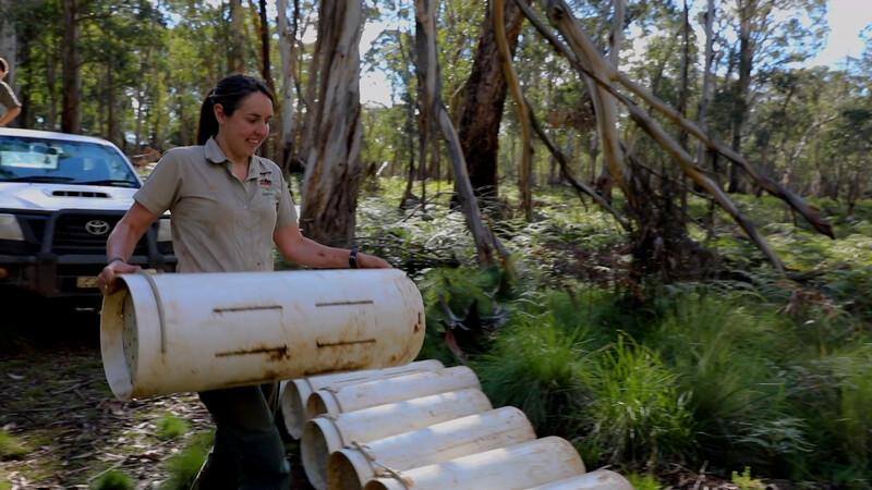 First Tasmanian devil to return to the wilds of mainland Australia ...