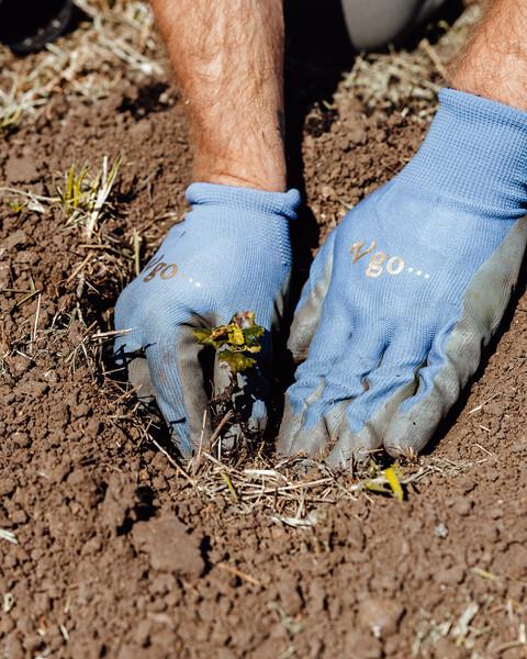 Rewilding California: Largest-ever restoration project in the Santa ...
