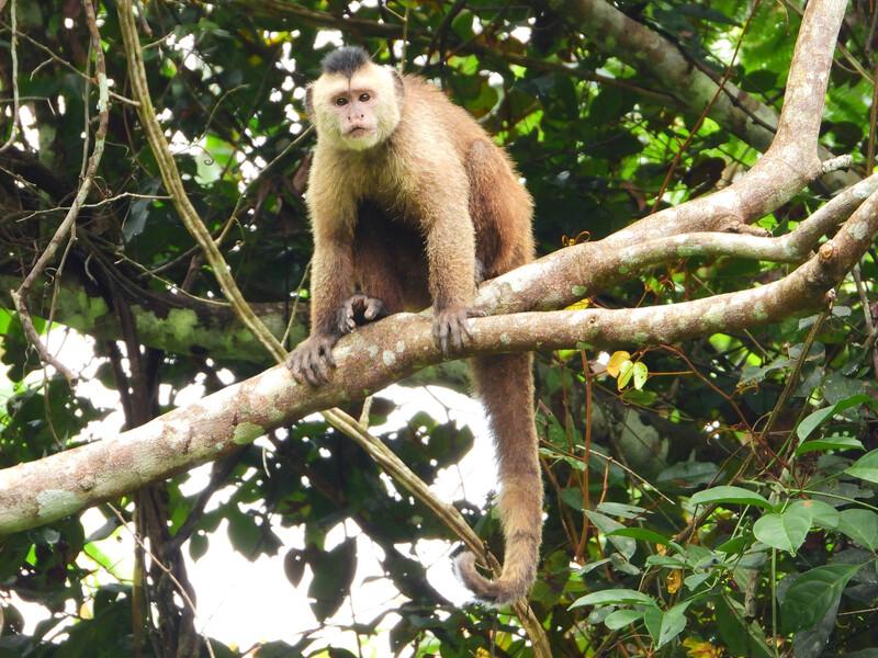 New monkey species from Brazilian Amazon’s 'arc of deforestation’ joins ...