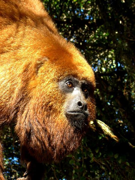 New monkey species from Brazilian Amazon’s 'arc of deforestation’ joins ...