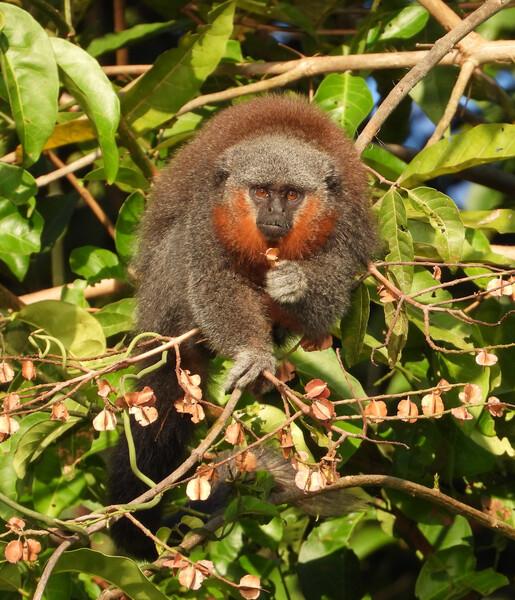 New monkey species from Brazilian Amazon’s 'arc of deforestation’ joins ...