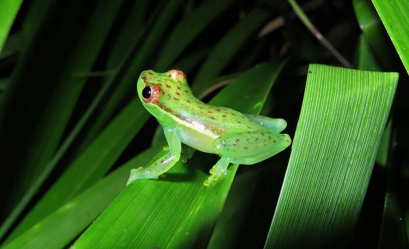 A new tiny green frog with a blue armpit and red spots has been ...