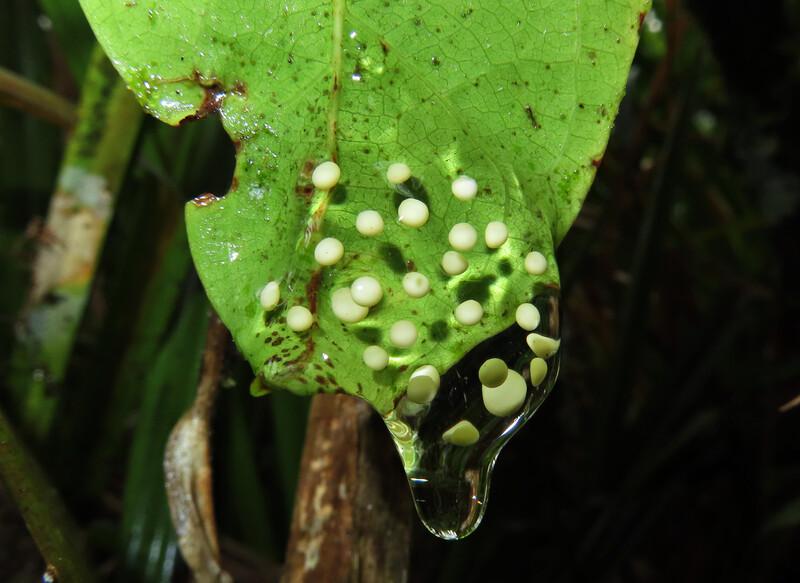 A new tiny green frog with a blue armpit and red spots has been ...