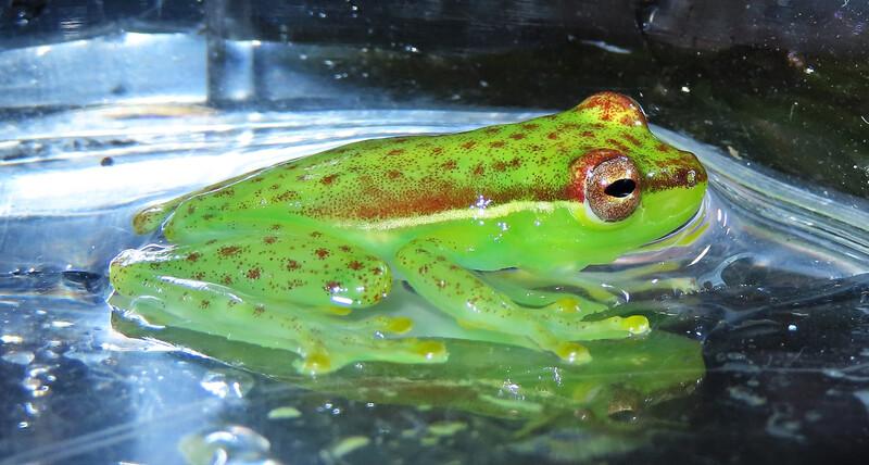 A new tiny green frog with a blue armpit and red spots has been ...
