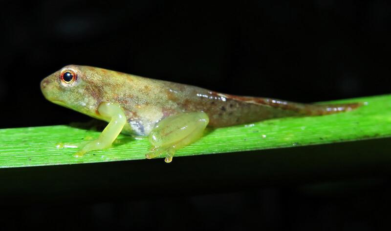 A new tiny green frog with a blue armpit and red spots has been ...